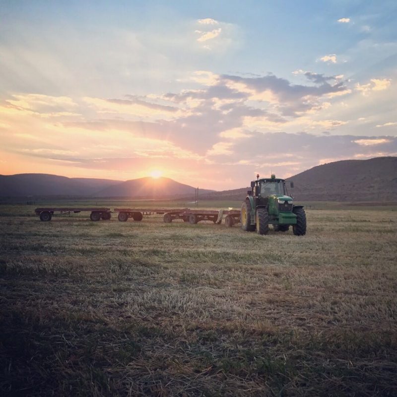 Gallery – Michael Vermaak Boerdery