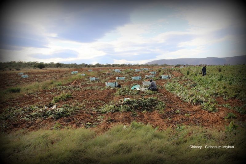 Gallery – Michael Vermaak Boerdery